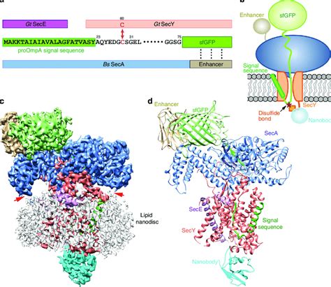 Overall Structure Of The Seca Secy Substrate Complex A Components Of