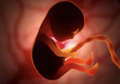 Pero ¿qué Es La Ectogénesis Vivencias