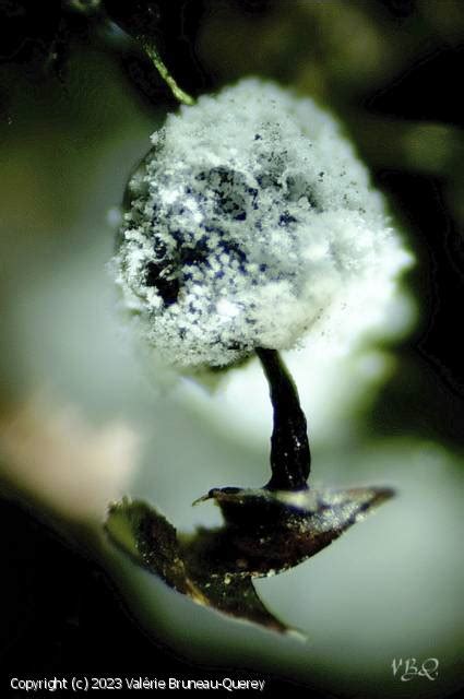 Mycodb Photos De Champignons Didymium Minus