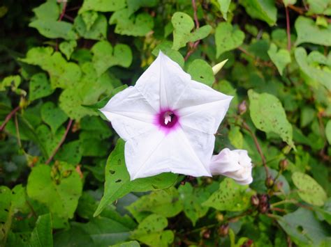 Ipomoeapandurataflower Nomad Seed Project