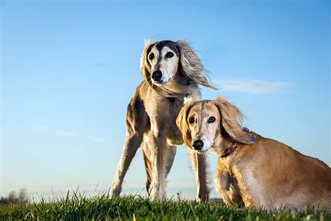 Historia Y Origen De La Raza Saluki