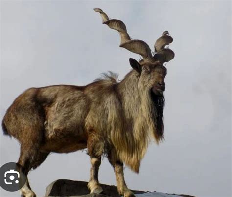Khyber Pakhtunkhwa Wildlife Department Markhor Trophy Hunting Permits This Is Just To Inform