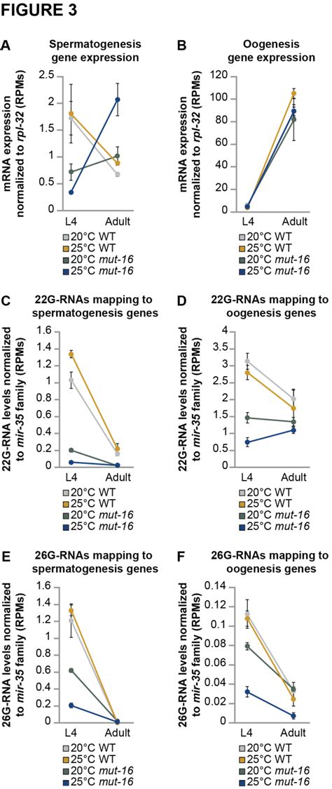 spermatogenesis genes are developmentally mis regulated in the absence
