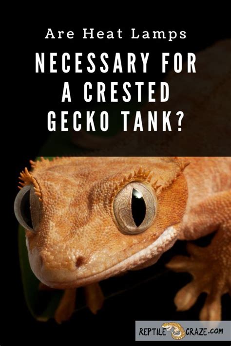 Best Heat Lamp For Leopard Gecko In 2023 - Kadinsalyasam.com