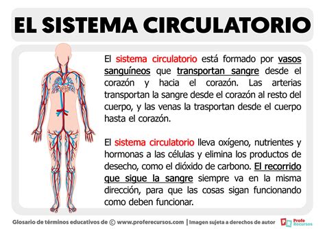 Qué es el Sistema Circulatorio