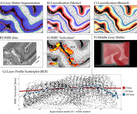 Computing Geometric Layers And Columns On Continuously Improving Human Fmri Data Layer Fmri Blog