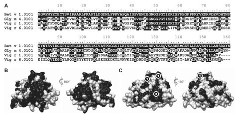 Vig R 6 The Cytokinin Specific Binding Protein From Mung Bean Vigna Radiata Sprouts Cross
