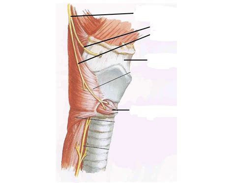 Thyroid Region Nerves Head And Neck Quiz