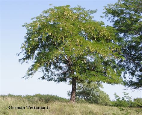Acacia Negra Gleditsia Triacanthos Huerto Frutal Jardinería