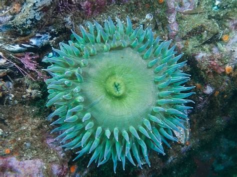 Radial Symmetry