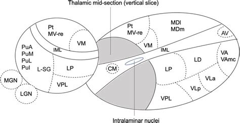Three Dimensional Schematic Representation Of Thalamic Subnuclei The Download Scientific