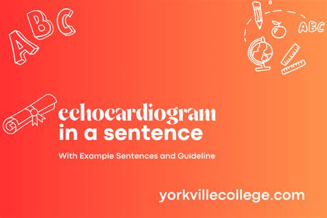 How To Use Echocardiogram In A Sentence Easy Examples