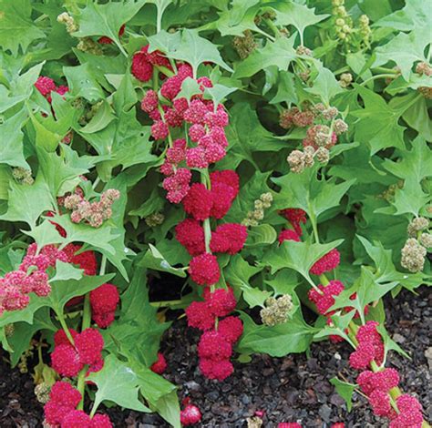 Strawberry Spinach Gaia Organic Seeds