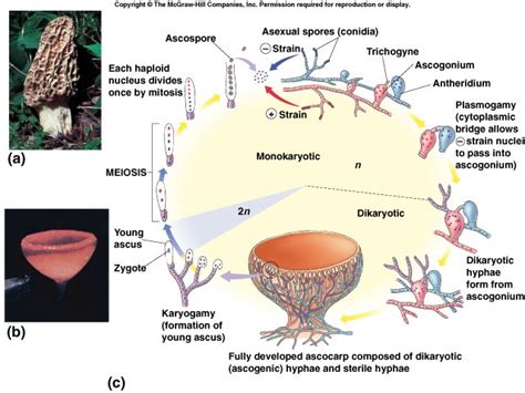 Ascomycetes Fungi Life Cycle