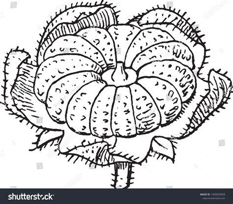 Schizocarp Over 1 Royalty Free Licensable Stock Illustrations