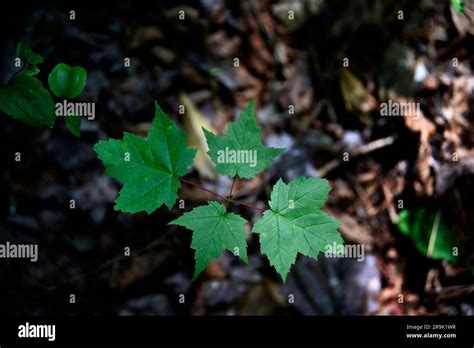 A Maple Tree Seedling Grows In A Forest In The Jefferson National