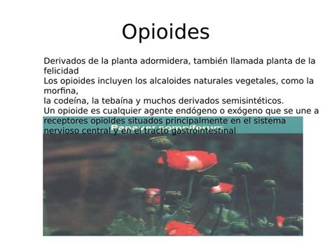 Resúmenes De Opioides Descarga Apuntes De Opioides