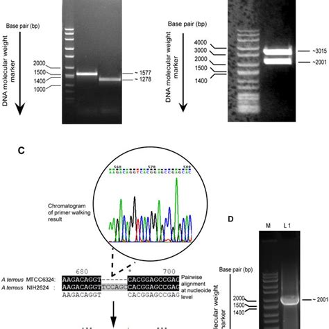 Ligation Of Overlapping Pcr Products At Common Restriction Site And The
