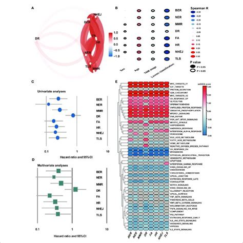 Association Of Ddr Pathway Profiles And Clinical And Biological Download Scientific Diagram