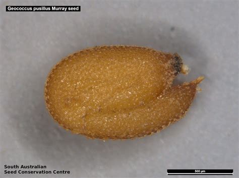 Geococcus Pusillus