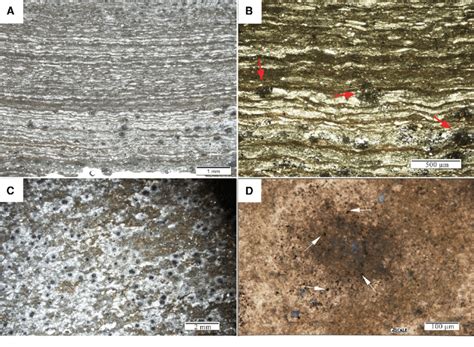 Thin Section Photomicrographs Of The Laminated Dolomite In Section W 1 Download Scientific