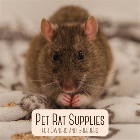 Pet Rat Supply List Cage Essentials And Accessories Pethelpful