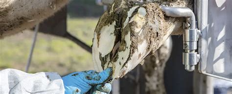 Cómo Manejar La Podología En Bovinos De Carne Y De Leche Contexto