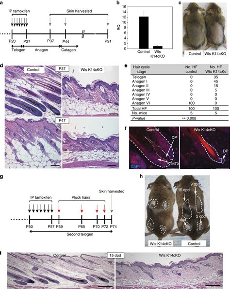 Epidermal Wntless Wls Is Required For Anagen A Tamoxifen Mediated Download Scientific