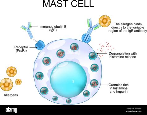 Mast Cell Histology Diagram