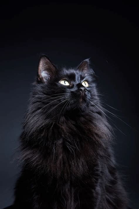 Millie — Pennington Pets