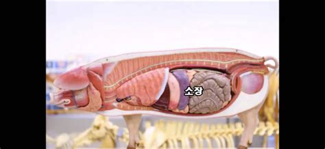 곱창 막창 대창 차이돼지vs소 인스티즈instiz 이슈 카테고리