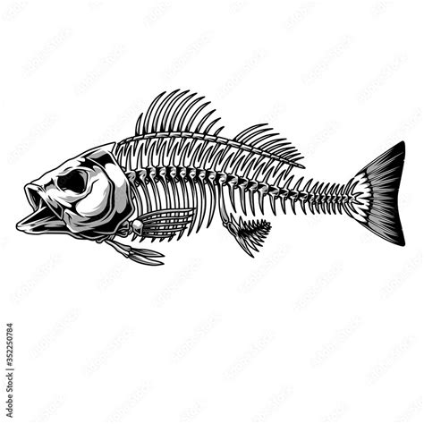 Bass Fish Skeleton Monochrome Concept Stock Vector Adobe Stock