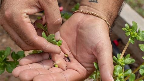 San Elizario Man Experiments With Growing Food In The Desert Amid