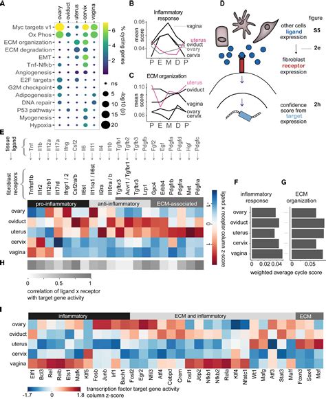 The Cycling And Aging Mouse Female Reproductive Tract At Single Cell