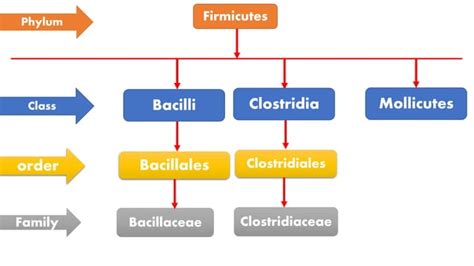 Classification Of Bacteriapdf