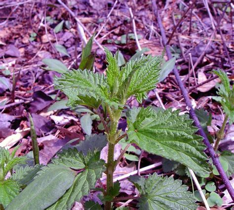 Urtica Dioica Stinging Nettle Go Botany