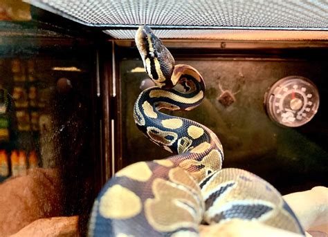 Ball Python Prices 2024 Purchase Cost Supplies Food And More A Z