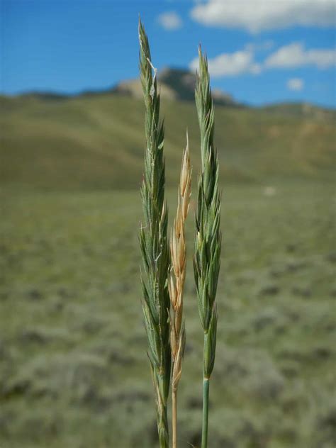 9 Plants That Look Like Wheat Progardentips