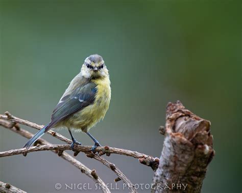 Untitled Nigel Snell Flickr