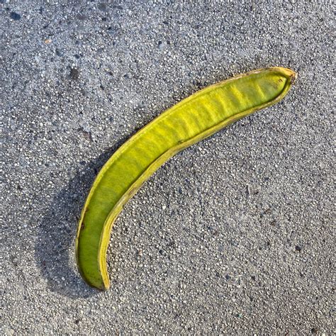 Inga Sp 2 Gallon Plant Norries T And Garden Shop At The Uc