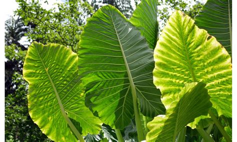 Tipos De Plantas De Orejas De Elefante 5 Plantas Fáciles Que Están