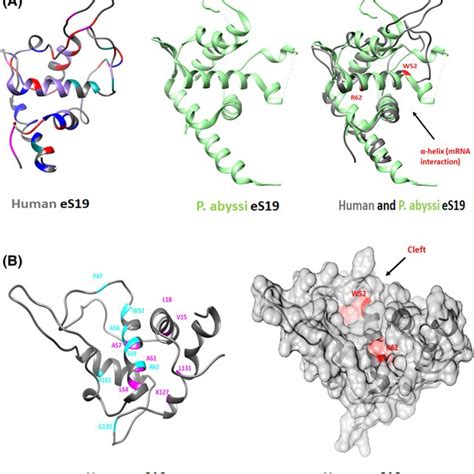 Structural Similarity Of Human And The Archaeal Pyrococcus Abyssi Download Scientific Diagram