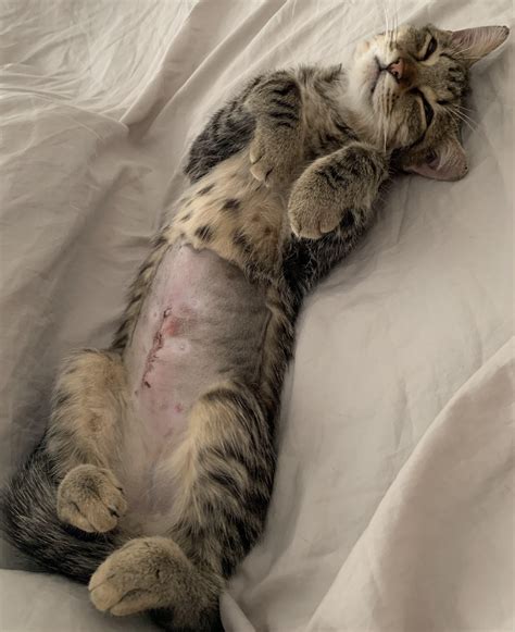 What Happened To My Cat Virus Caused Intestinal Blockage Rvet