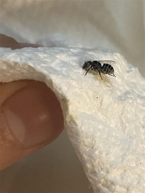 Weird Fly Bee Thing Rwhatsthisbug