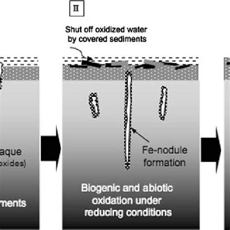 Process Of Formation Of Fe Nodules Divided Into Three Distinct Stages