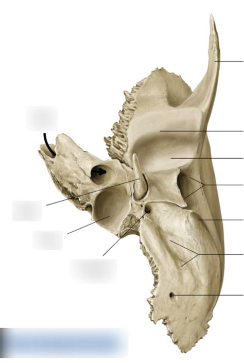 Inferior View Of The Temporal Bone Diagram Quizlet