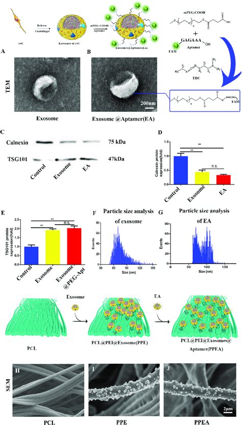 Exosome Identification And Construction Of Exosome Activated Biomimetic