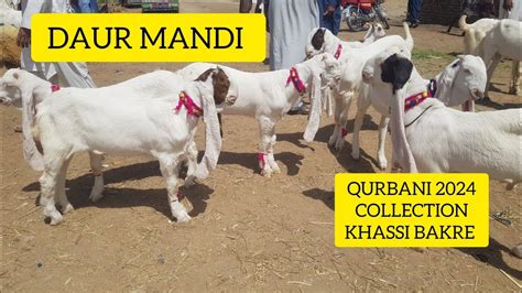 Qurbani 2024 And 2025 Gulabi Goats Rates Daur Mandi Khassi Bakre