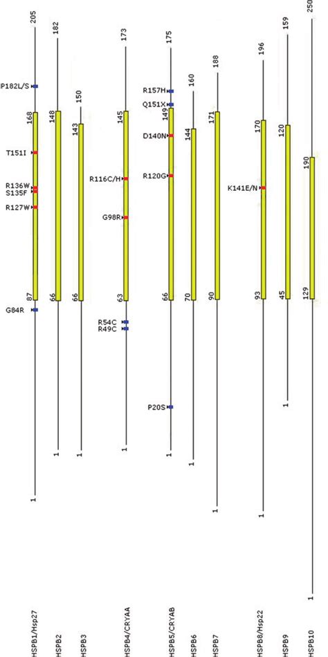 2 Overview Of Small Hsps And Localization Of The Different Mutations