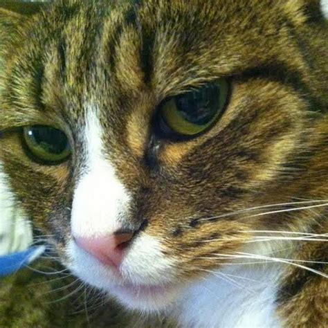 Dylan Schmidt Youtube